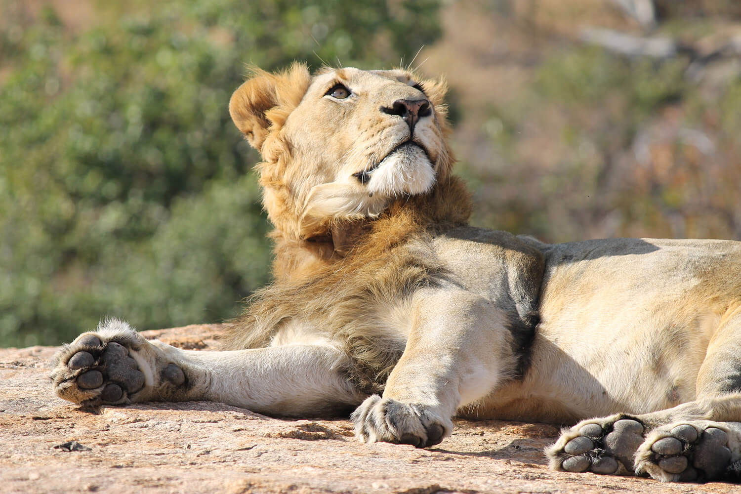 Abelana Game Reserve | Enjoy the Big Five in Luxury