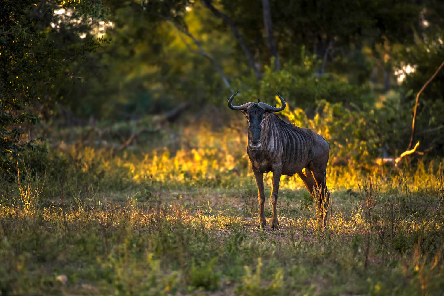 Abelana Safari Camp | Abelana Game Reserve