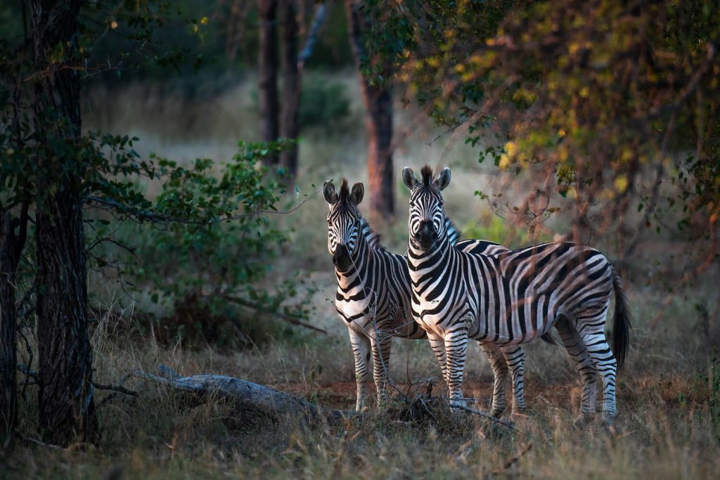 Gallery | Abelana Game Reserve