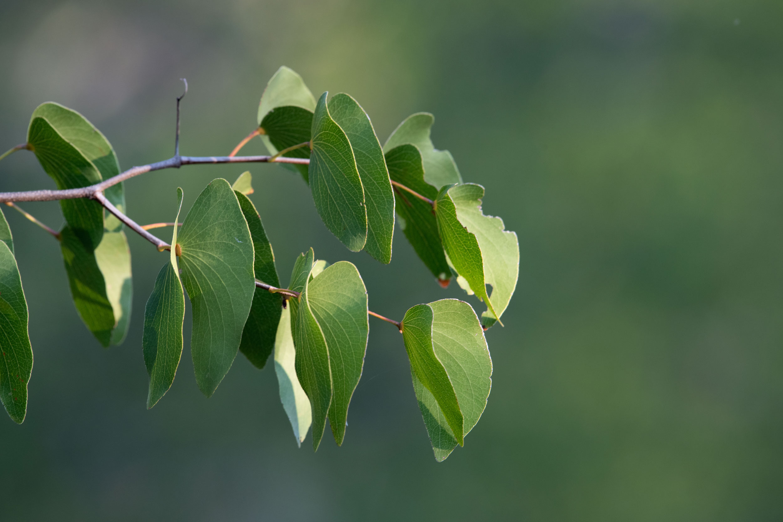 The Big Five (No, not that Big Five) - #3: The Mopane Tree | Abelana ...