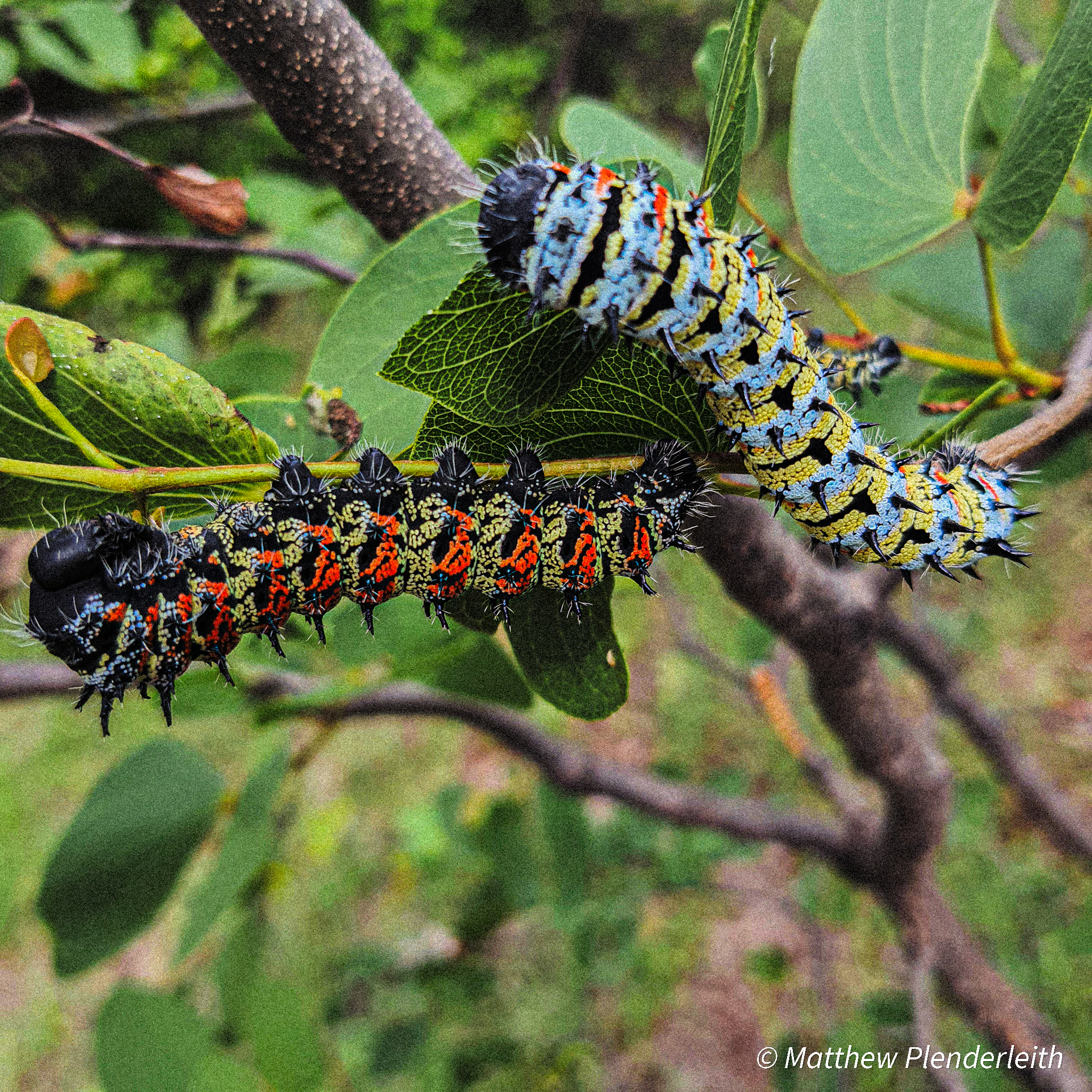 The Big Five (No, not that Big Five) - #3: The Mopane Tree | Abelana ...