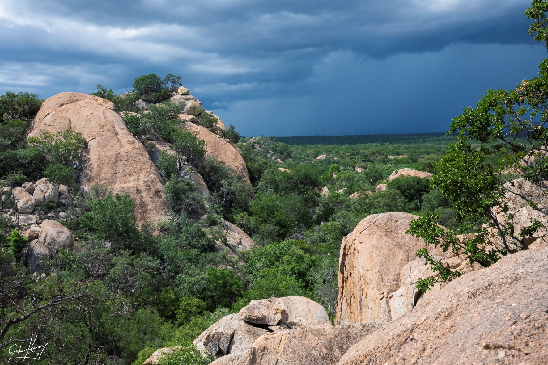 The Big Five (No, not that Big Five) - #5: The Marula Tree | Abelana ...