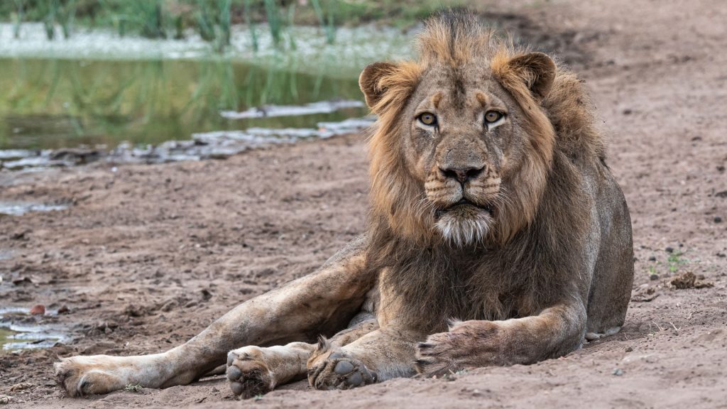 Abelana Game Reserve | Luxury Big Five Lodge and Safari Camp