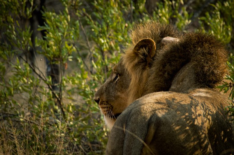 Abelana Game Reserve | Luxury Big Five Lodge and Safari Camp